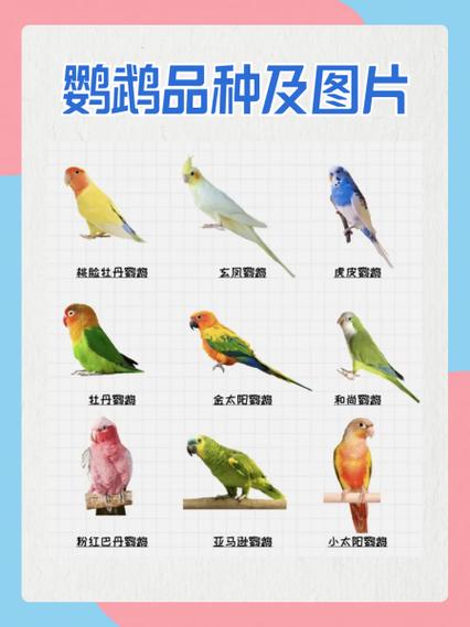 鹦鹉买多大的比较好图标