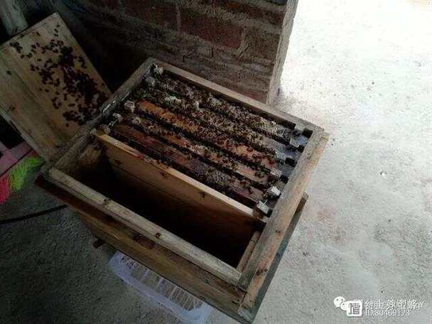 什么时候开箱检查蜜蜂图标