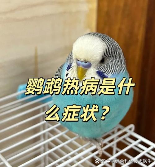 鹦鹉发抖的五大征兆图标