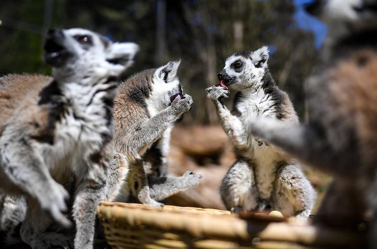 wildlife protection截图