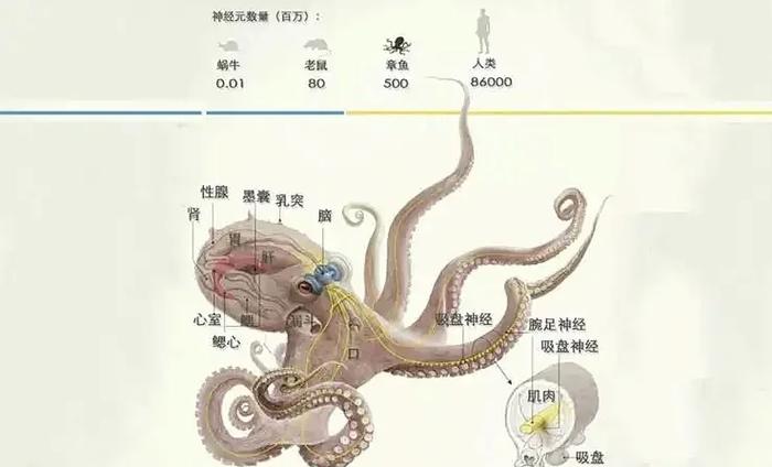 八爪鱼有几个心脏图标