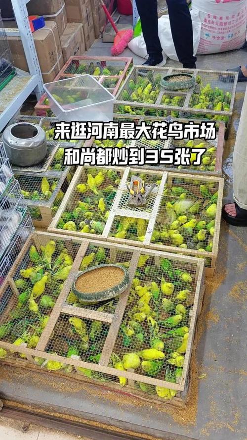 花鸟市场买鸟图标