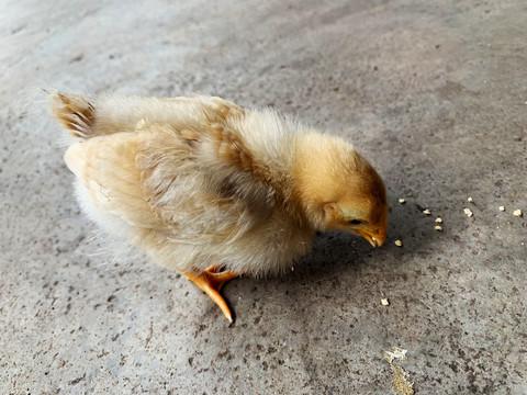 小鸡小鸡吃米吃米图标