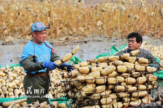莲藕黄短视频图标