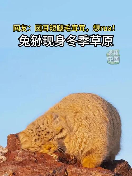 毛茸茸中国版图标