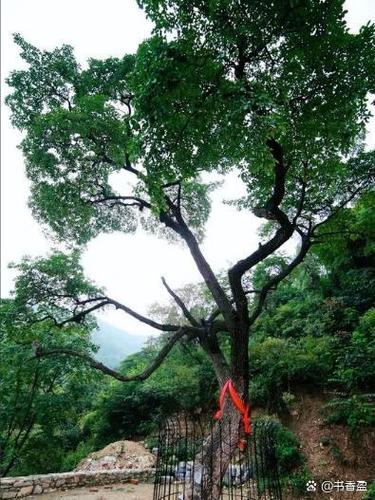 宝树啊宝树截图