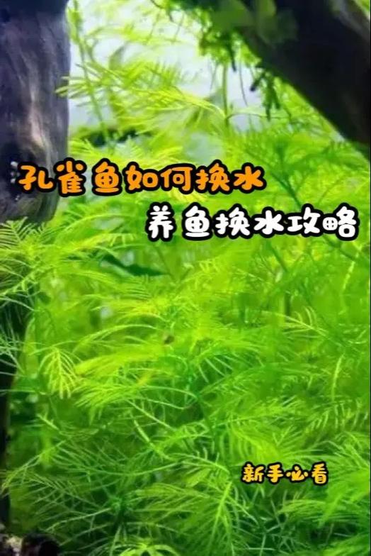 孔雀鱼怎么养图标