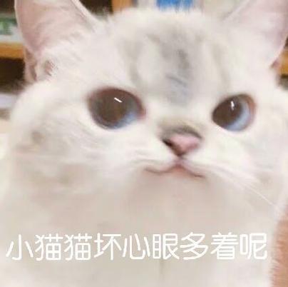 小猫咪的坏心眼多着呢表情包图标