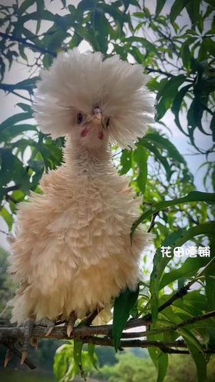 帽子鸡图片图标