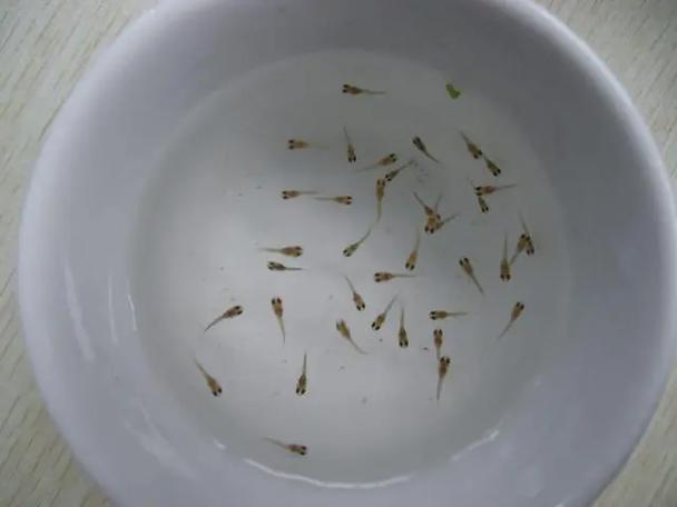 鱼生小鱼是从哪里出来的视频图标
