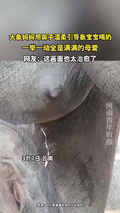 大象官方微博图标