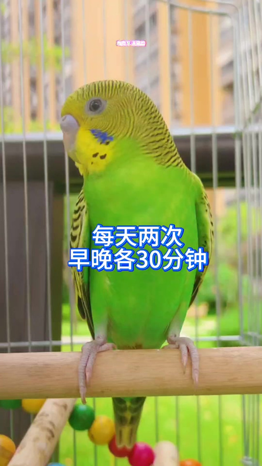 虎皮鹦鹉叫声翻译器图标