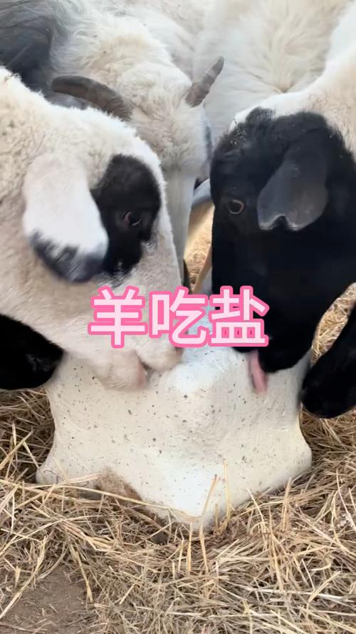 羊为什么要舔盐图标