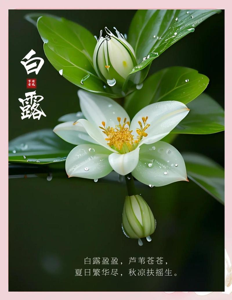 白露顾渊林若溪图标