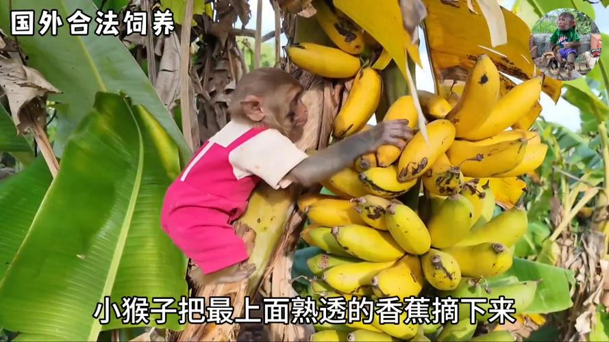 猴子摘香蕉图标