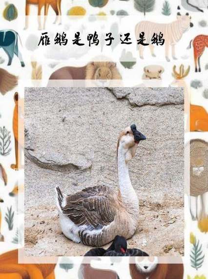 鸭子是一个还是一只图标