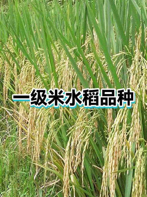 一级大米最好三个品种图标