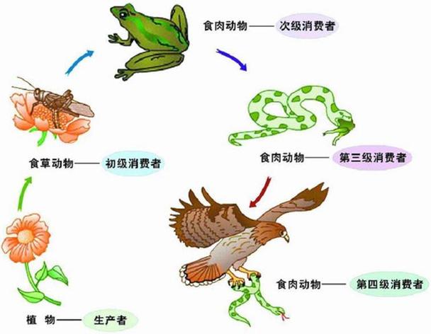 动物生态链截图