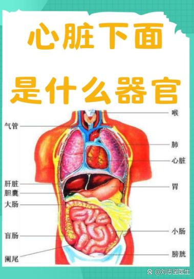 胸下面的中间位置是什么部位图标