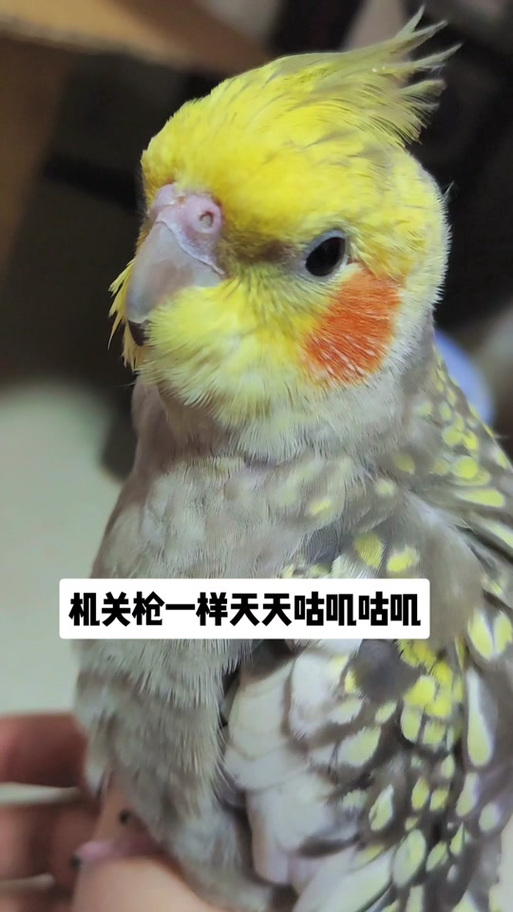 《咕叽咕叽》小鸟歌图标