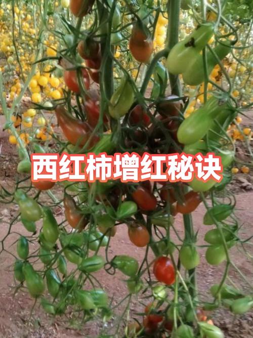 如何让西红柿快速变红图标