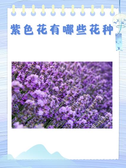 CliCli紫色版旧版图标