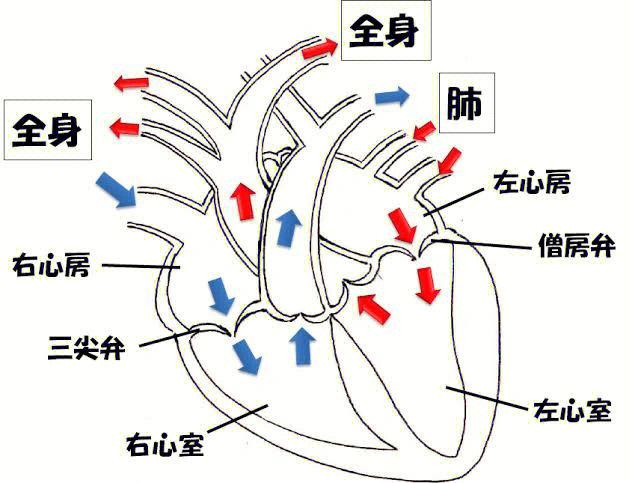 人的心脏偏左还是偏右图标