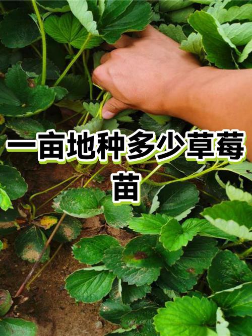 一亩地草莓能挣多少钱截图