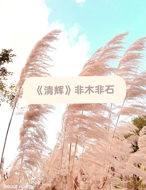 《清辉》by非木非石po截图