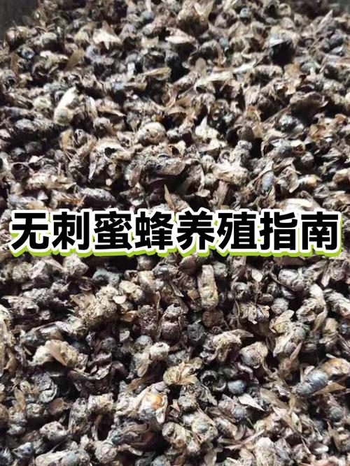 蜜蜂养殖教材图标