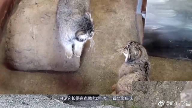 跟我学猫叫一起喵喵喵图标