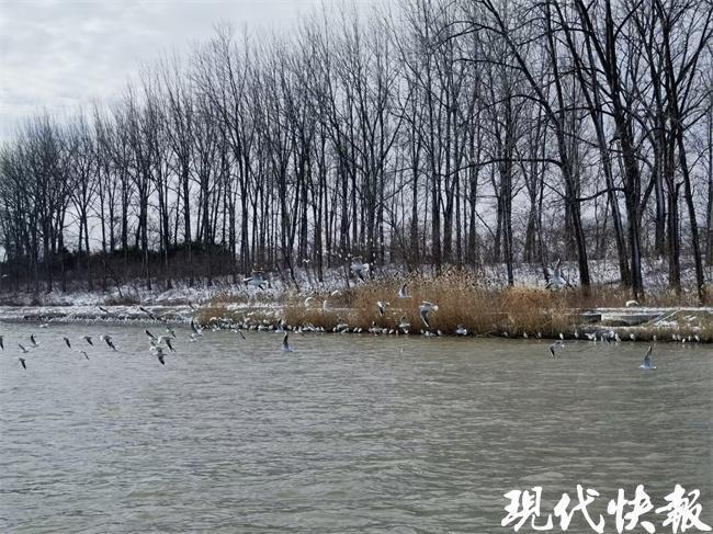 白鹭立雪图标