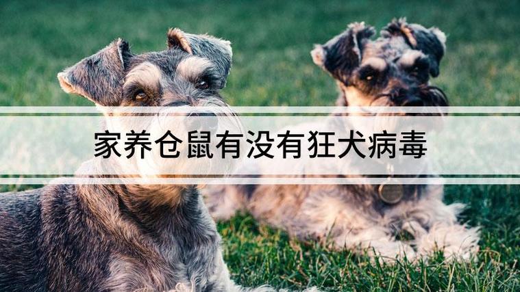 家养仓鼠有没有病毒图标