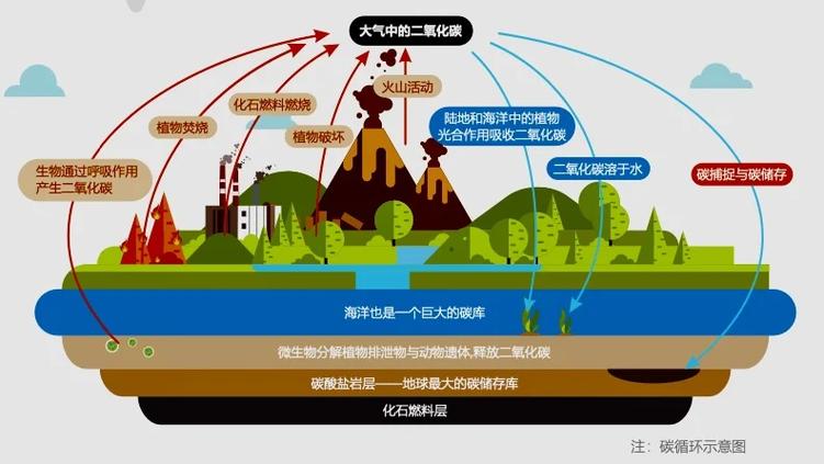 陆地生态系统碳循环截图