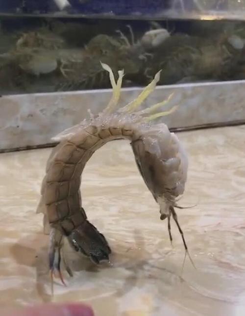 搞笑皮皮虾图标