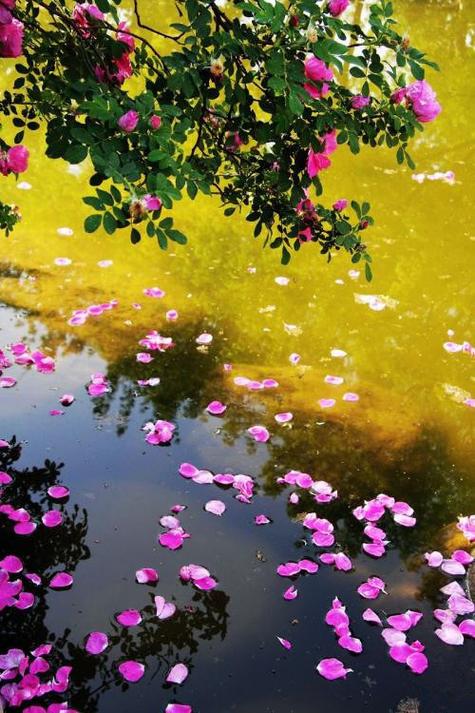 落花最浪漫诗句图标