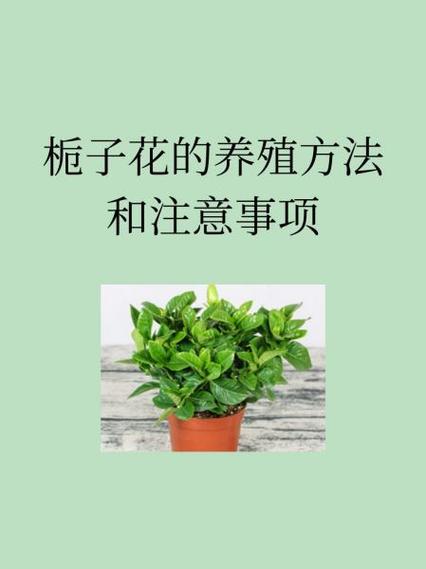 如何养栀子花的技巧截图
