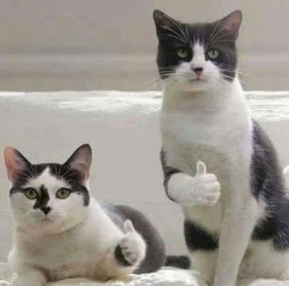 一只猫点赞的表情包图标