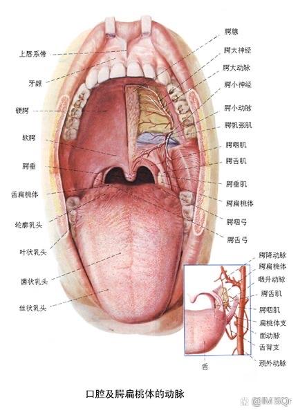 声音弹性图标