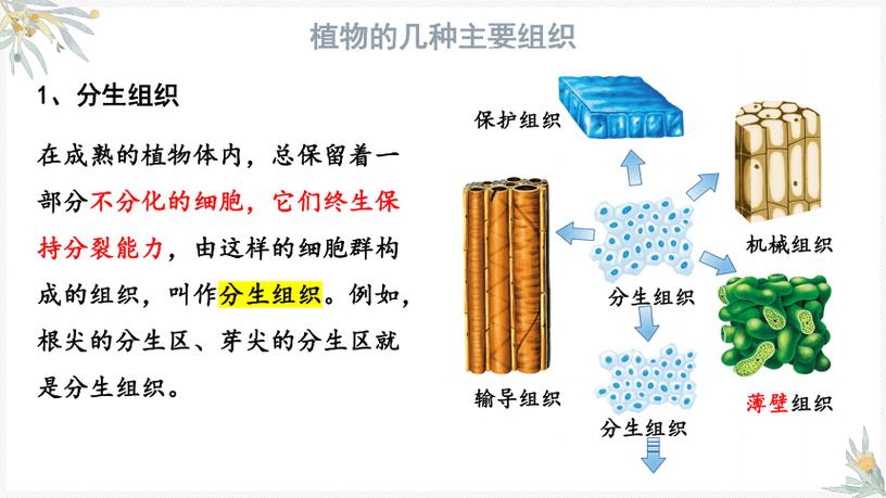 植物的永久组织