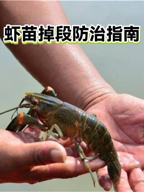 吃鸡怎么掉段位图标