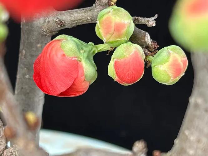 过年买海棠花图标