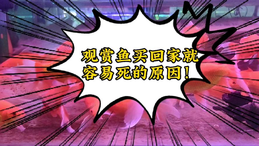 为什么新买的鱼总死截图