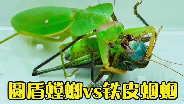 螳螂厉害还是蝈蝈厉害截图