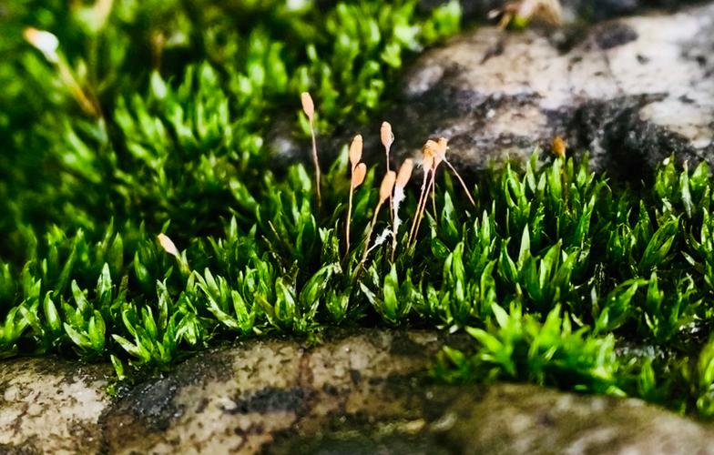 苔藓和青苔的区别图标