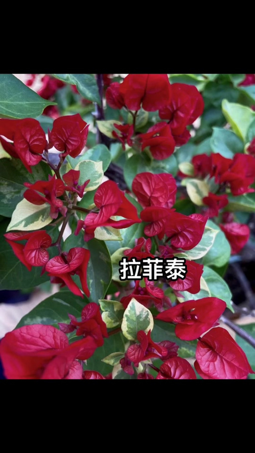 三角梅的特点是什么截图