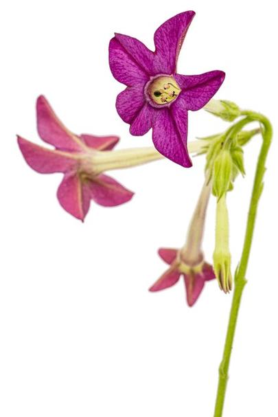 花flower图标