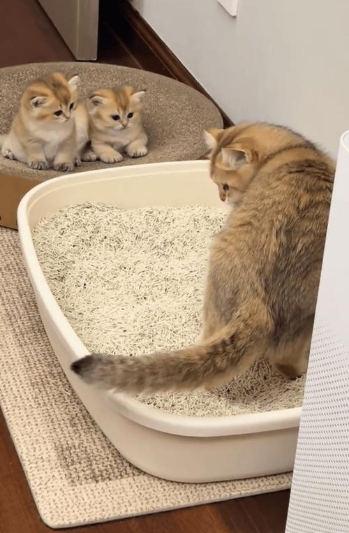 母猫教小猫用猫砂视频图标