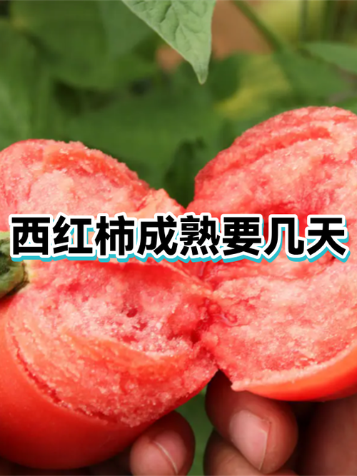 番茄成熟需要多少天