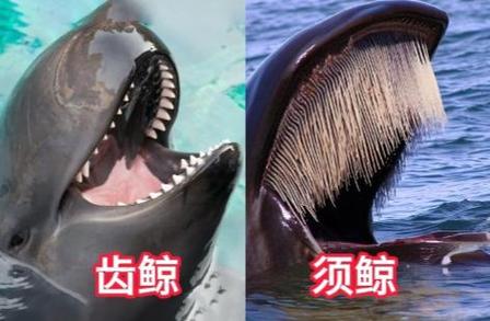 鲸鱼到底是不是鱼图标